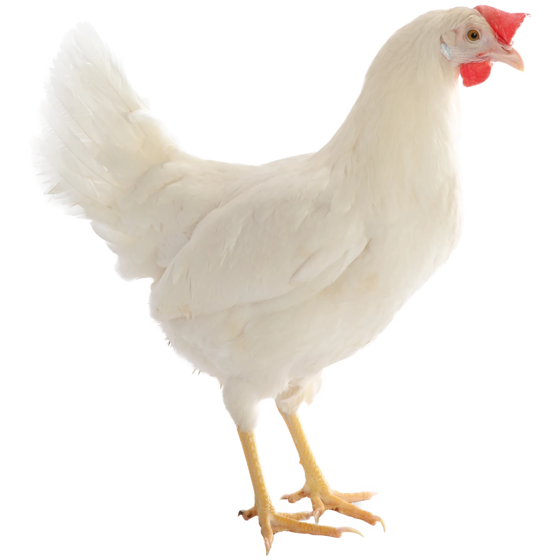 Lohmann – LSL-Classic