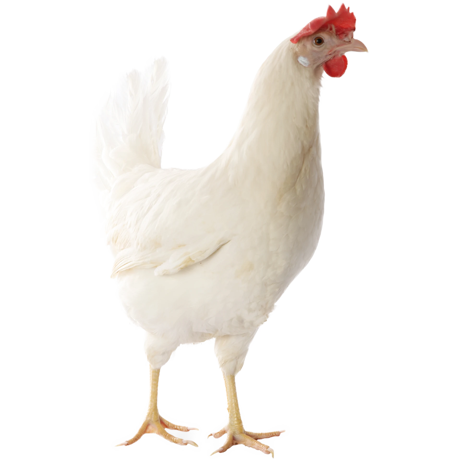 Lohmann – LSL-Lite Europe